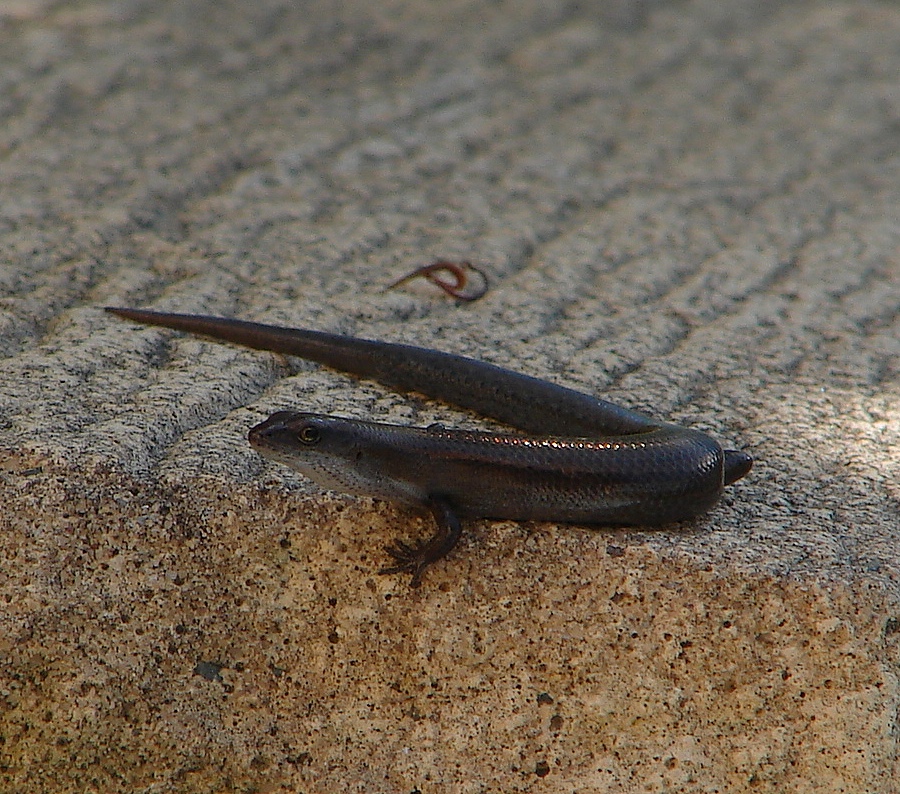 Snap Happy Birding: Common garden skink