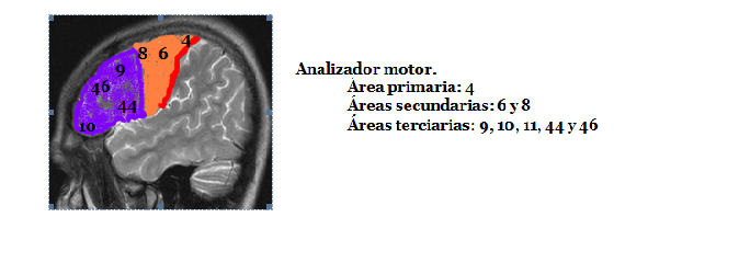 NEUROPSICOLOGÍA: EL MODELO DE LURIA
