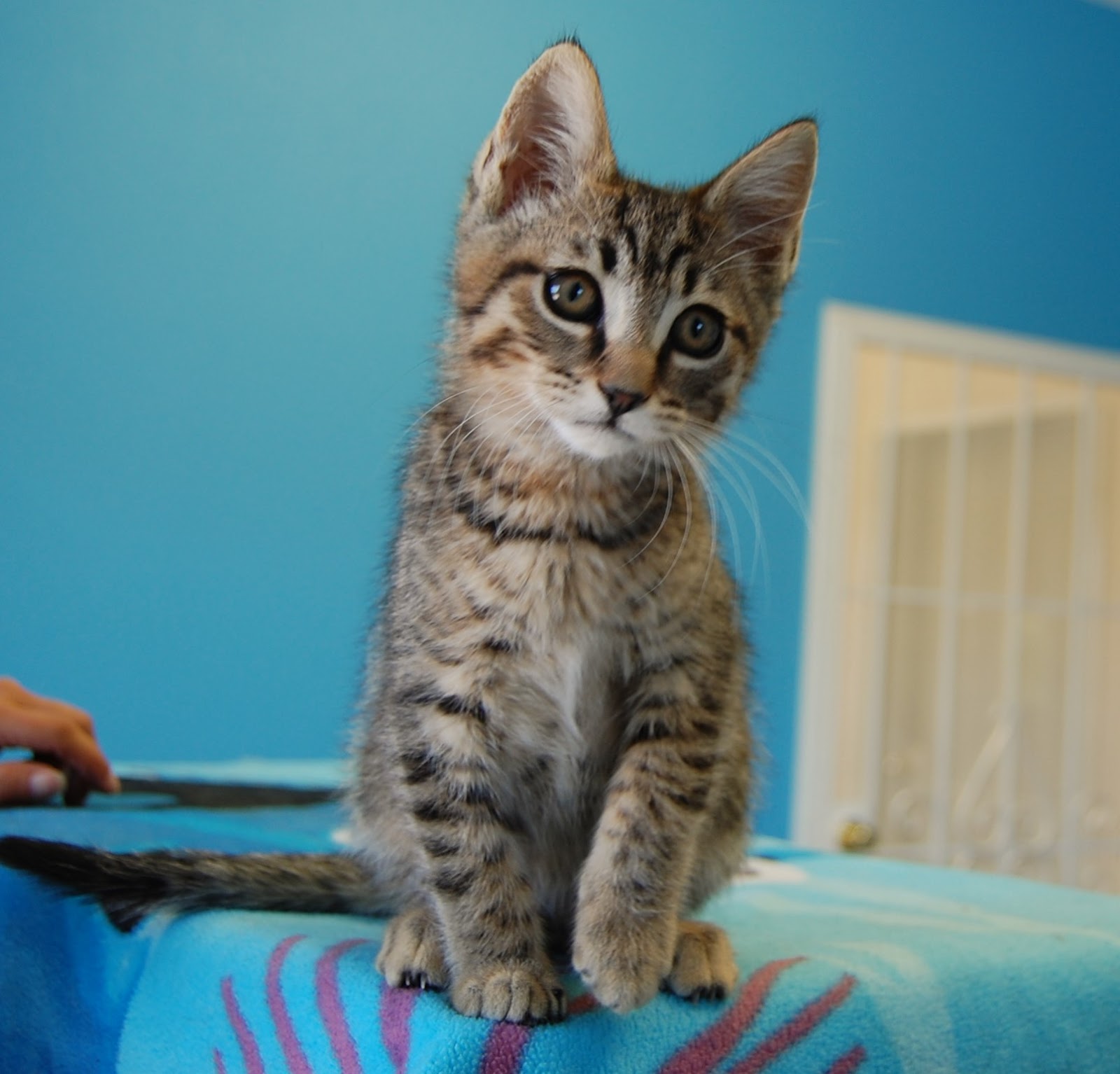 15 rescued kittens ready for adoption today!
