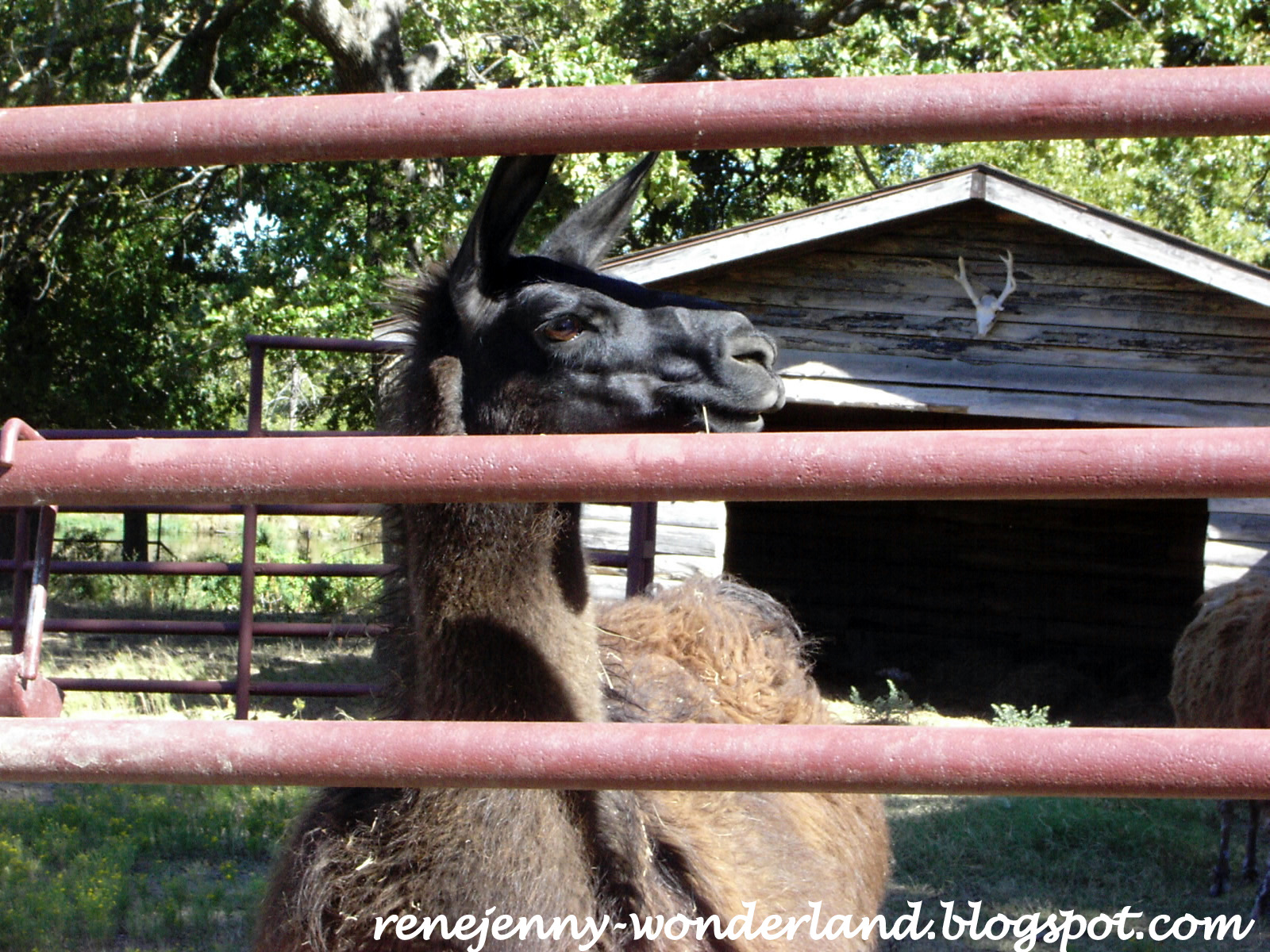 Irene's Big Wonderland (2): Woolaroc Museum & Wildlife Preserve