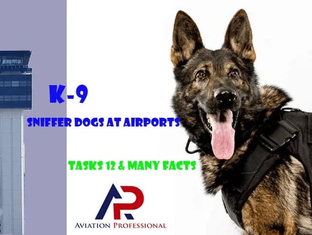 K-9 Sniffer Dogs At Airports | Many Facts & 12 Tasks