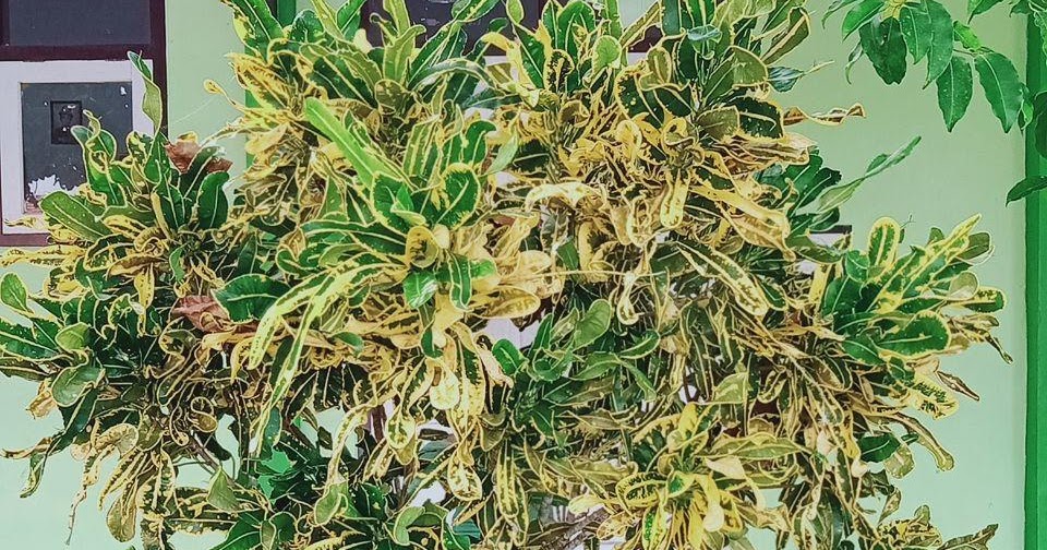 Bunga Puring - Green School