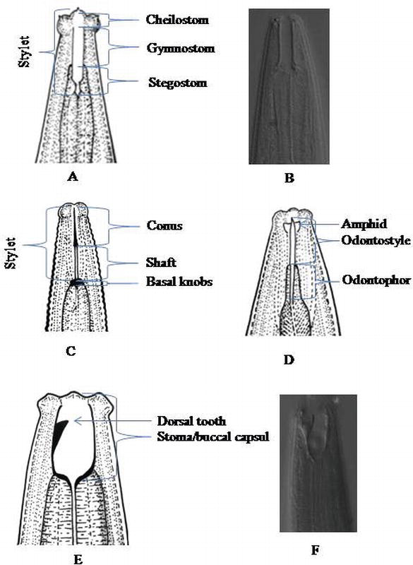 Plant Nematology and Entomology: Morphology and Anatomy of Nematodes