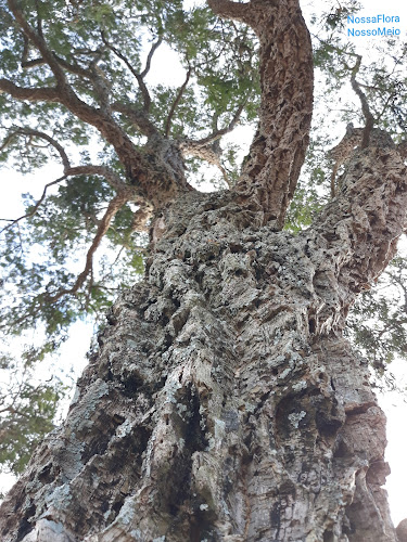 Angico-rajado (Leucochloron incuriale)