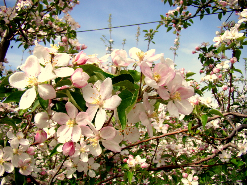 adrianbucurescu: Flori de măr