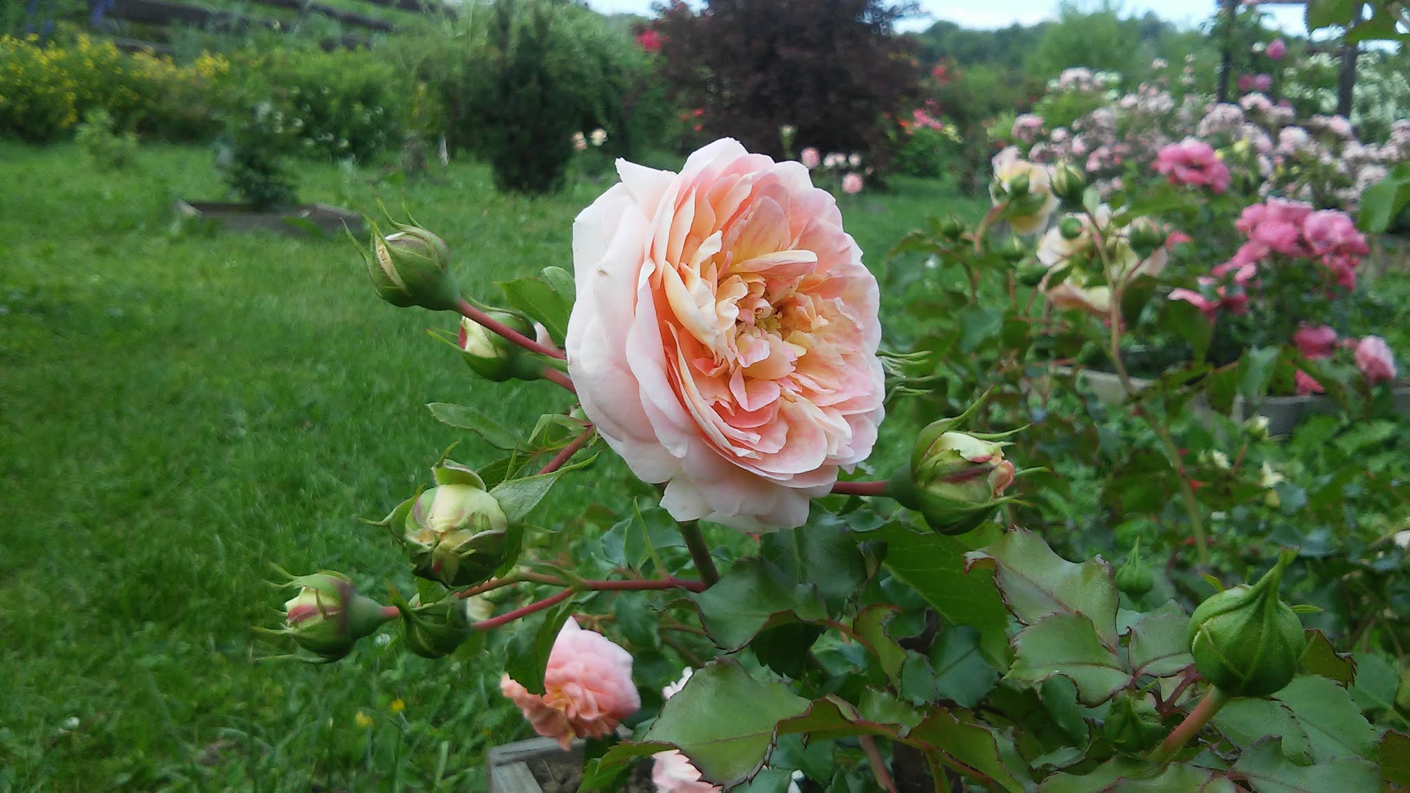 Ranczo Elma: Róża (Rosa) Concerto 94