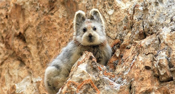 ANIMALES CURIOSOS: El pika, el mamífero que eludió a la ciencia ...