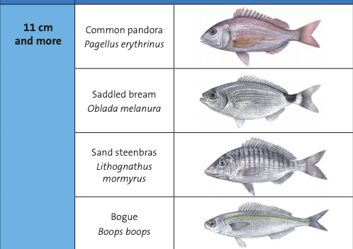 Israel Fishing Catch and Size Limits