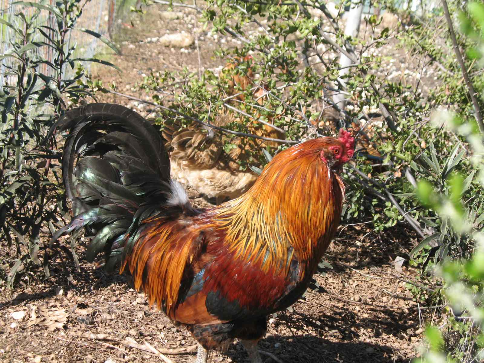 Closer to the Goal: Luke 22:54-62 The Rooster Crows