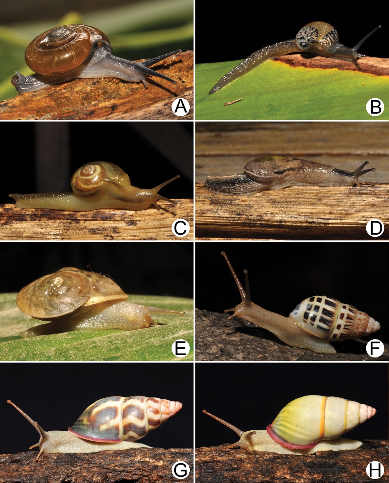 Species New to Science: [Gastropoda • 2019] Annotated Checklist of the ...