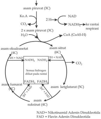 Coretan Hati: Tahapan Reaksi Siklus Krebs