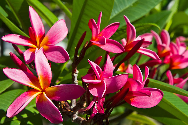 Tanzania & Zanzibar: Flowers