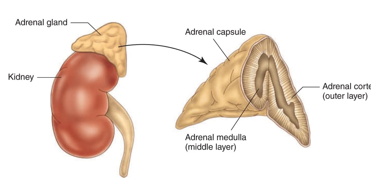 Medical Terms And Сlinical Сases Adrenal Glands