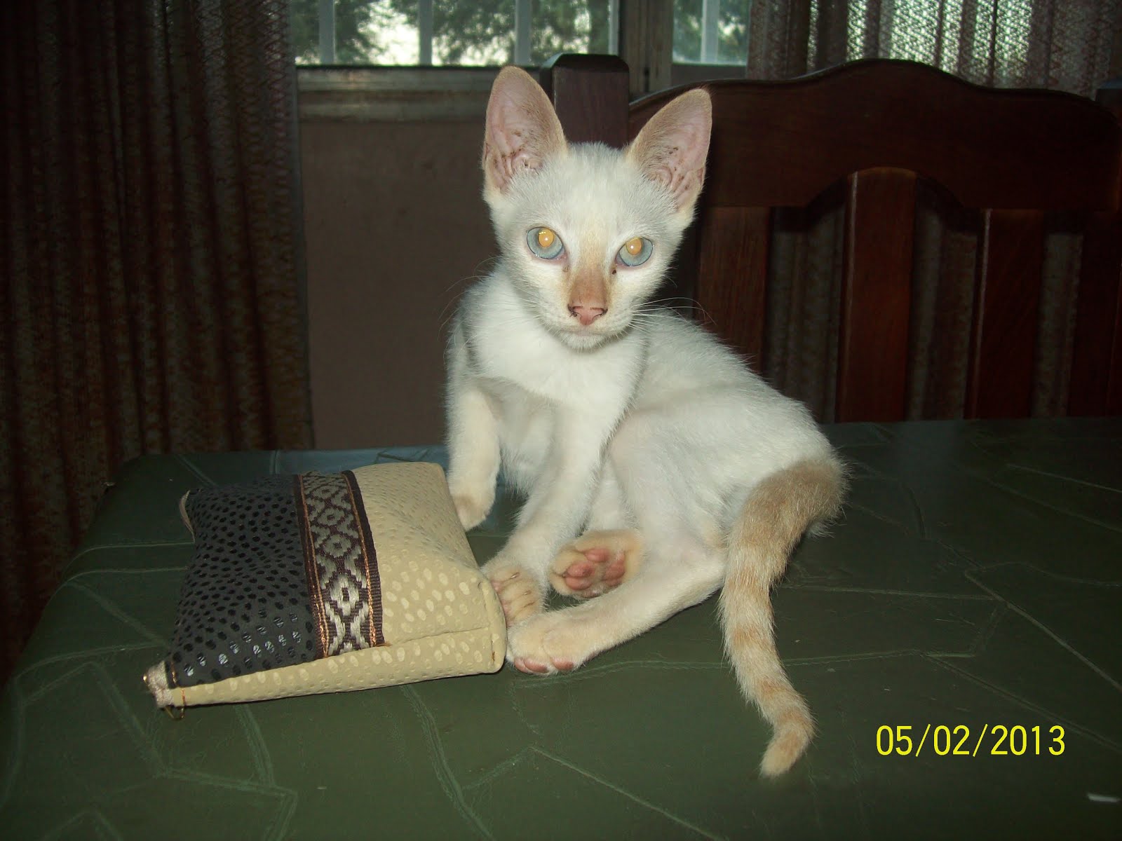 ATRAPASUEÑOS CATTERY GATOS SIAMESES:: ZAIRA, MI NUEVA SIAMESA, RED ...