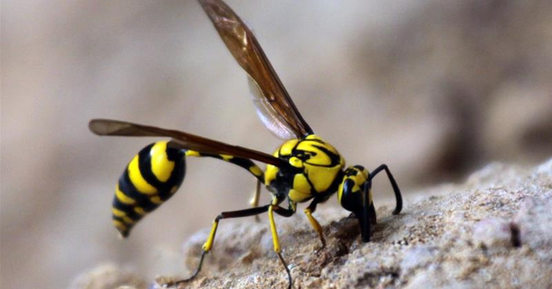 ENB-TENN:தமிழீழச் செய்தியகம்: குளவி மோடியைக் கொட்டக் கூடாது பாருங்கோ!