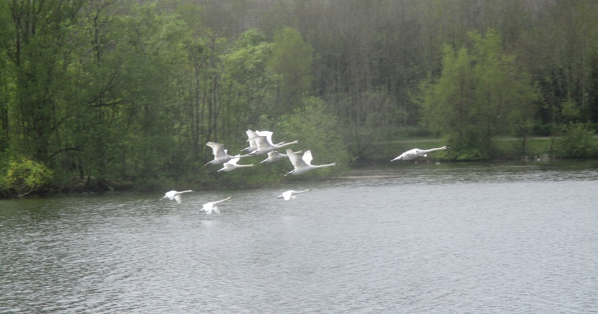 The Lumbering Gait of the Swan