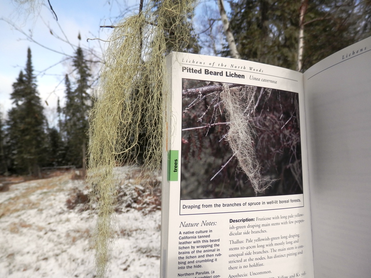 Ain't Life Wild?: What do you call 'stringy stuff" on trees?