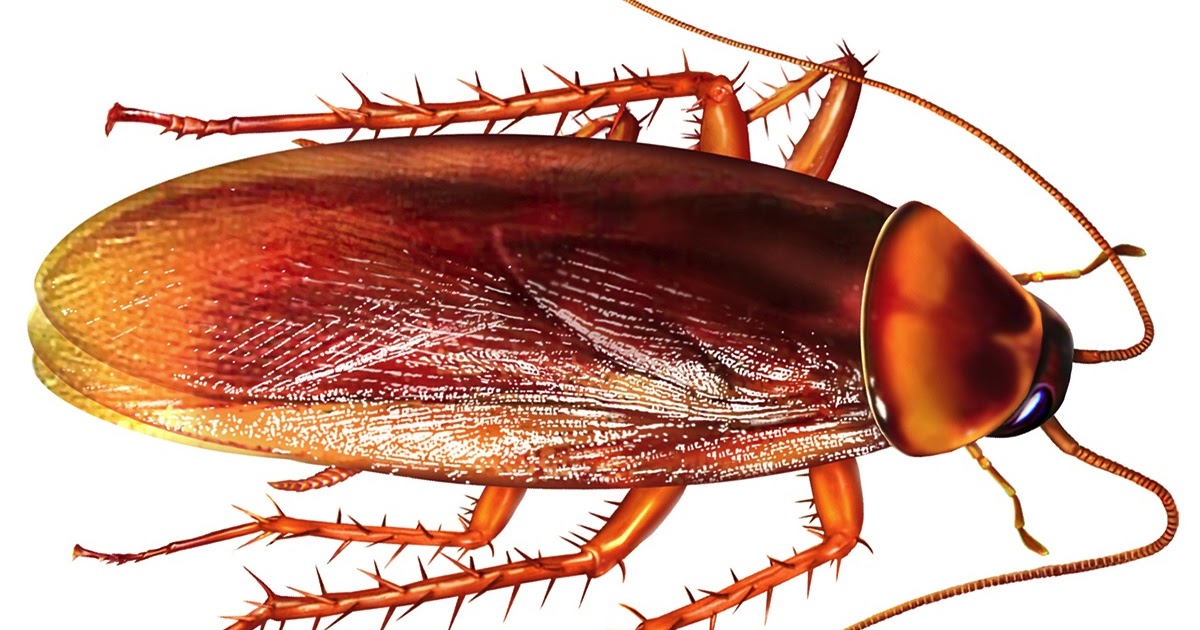 Tom Cruise reveals what he fears