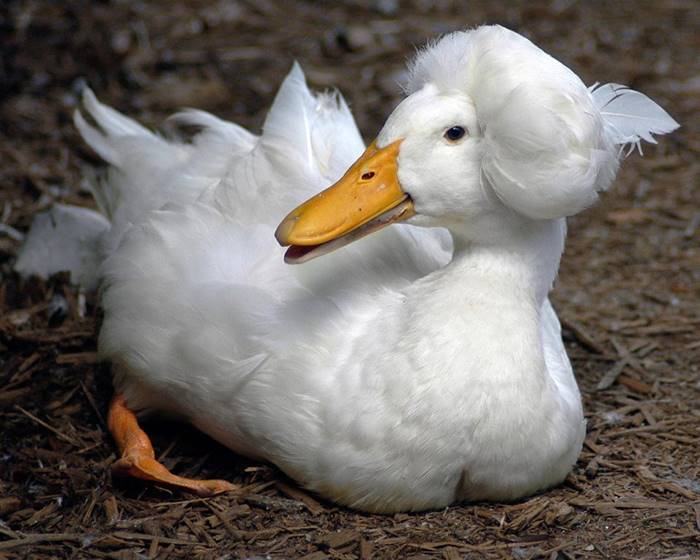Chingum — Discover Curiosities: Crested Duck's Head Look Like The ...