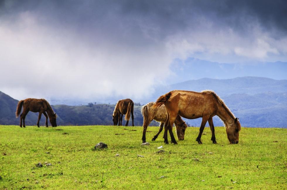 Pesona Padang Rumput Fulan Fehan Atambua Nusa Tenggara Timur(NTT)