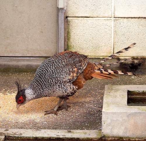 Cheer pheasant photos | Birds of India | Bird World