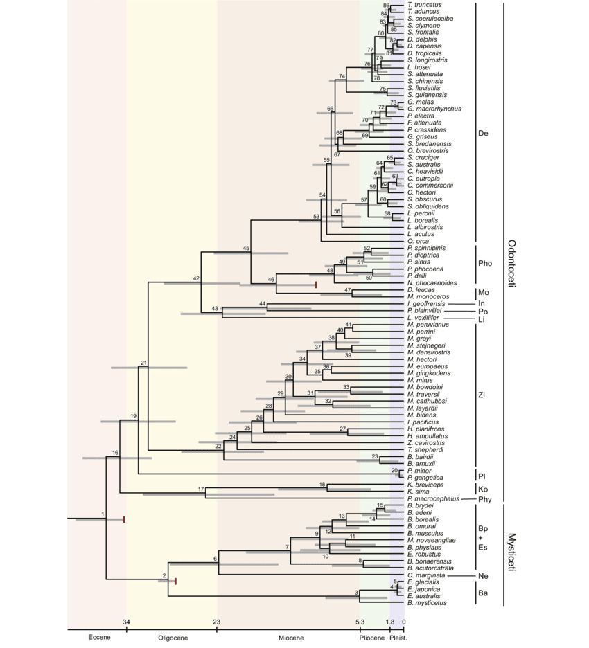 Baleen whales and Toothed whales, explained