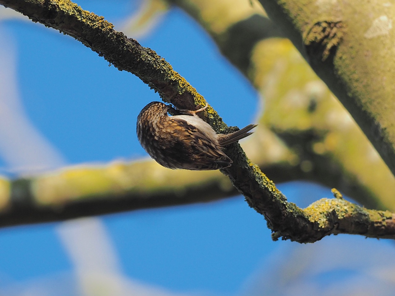 Roy's Nature Logbook: Little Bird - Big Claws