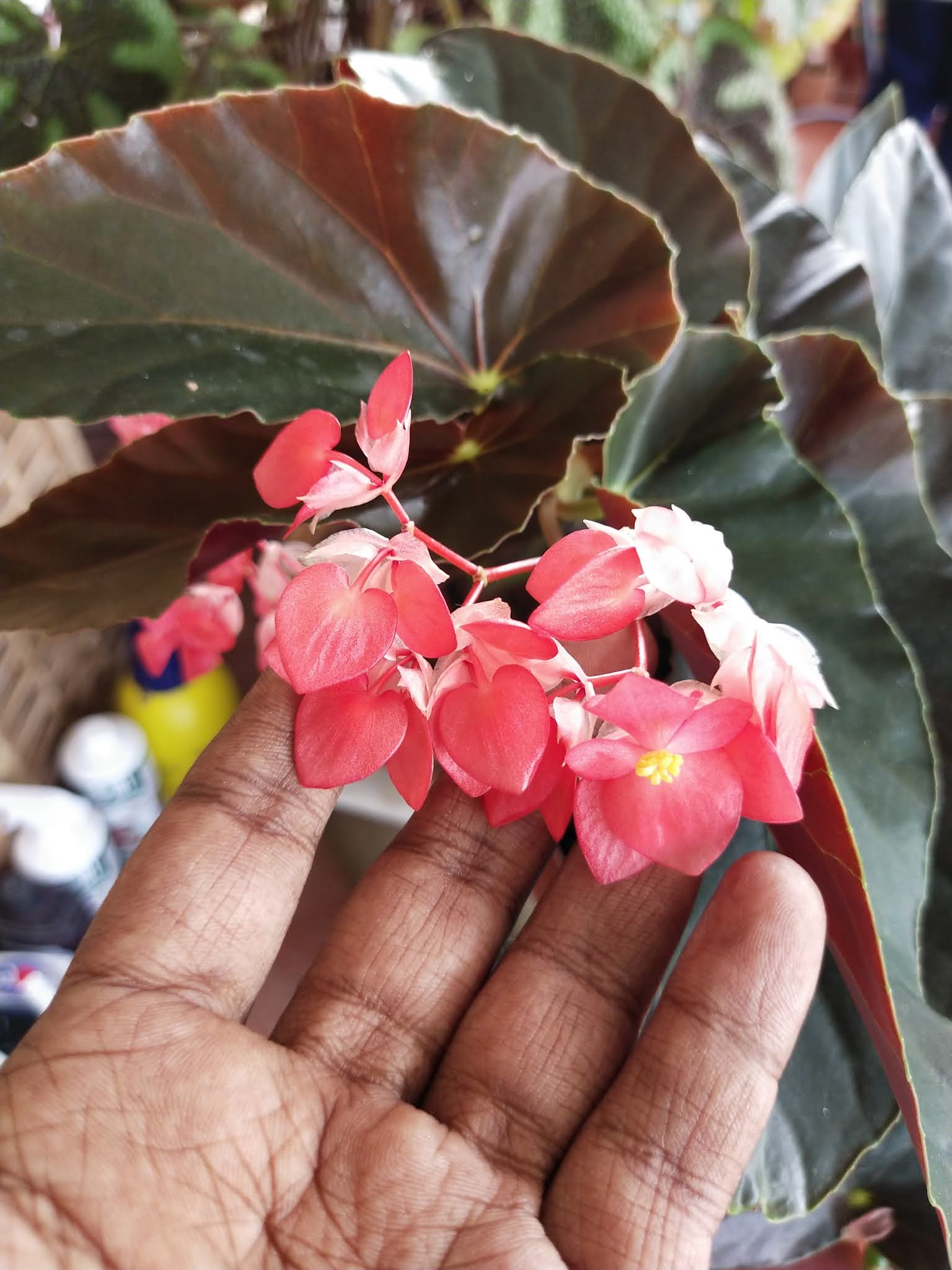 Garden Chronicles of James David: Cane Begonia 'Torch' / Begonia 'Castaway'