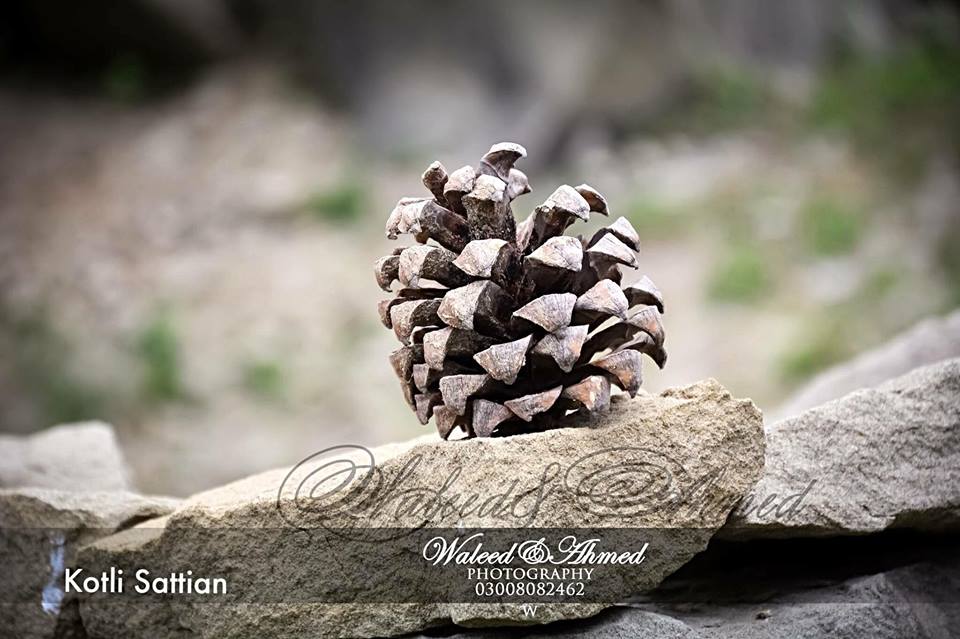 KOTLI SATTIAN: PINE NUTS PRODUCTION IN PAKISTAN