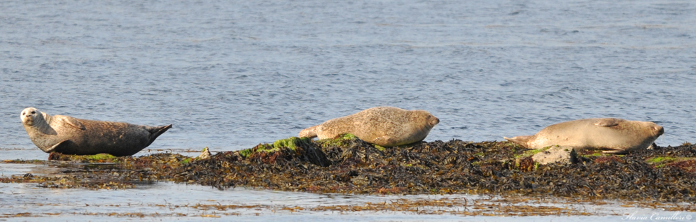 My trip to Ireland: Inis Mór: its Seal Colony and my new 200 mm which ...