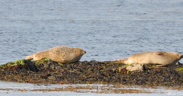 My trip to Ireland: Inis Mór: its Seal Colony and my new 200 mm which ...