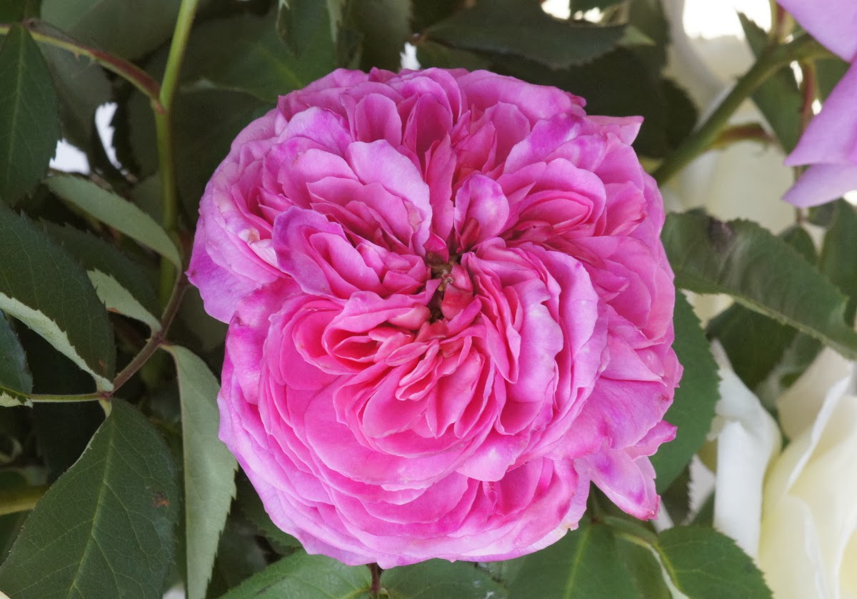 Organic Garden Dreams: December Roses
