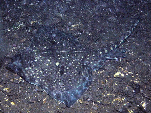 Especies marinas de interes bromatologico: Raja clavata (Linnaeus 1758 ...