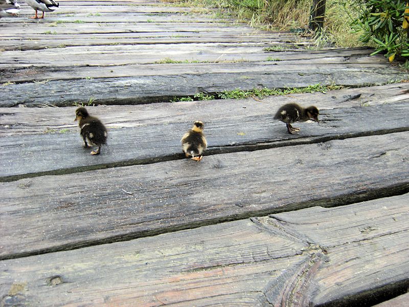 Patitos crias del pato "Coll verd" en Els Muntanyans ~ Els ulls d'un ...