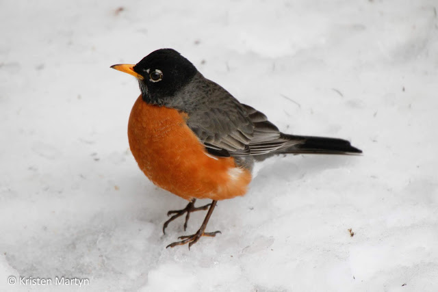 Winter Robins: Why They Stay & How to Help Them | Nature Notes Blog