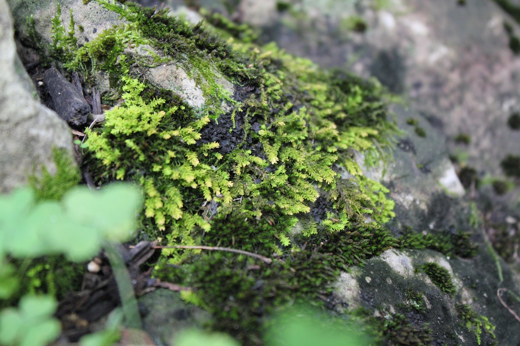 Red House Garden: The moss is always greener..