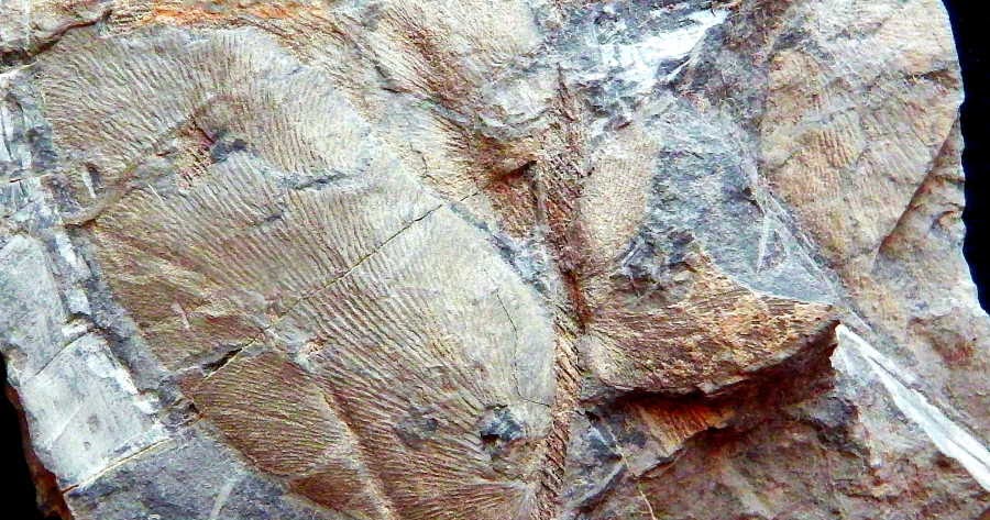 山口県の自然史: 本邦のジュラ紀のキカデオイデア類（Jurassic cycadeoids Dictyozamites from the ...