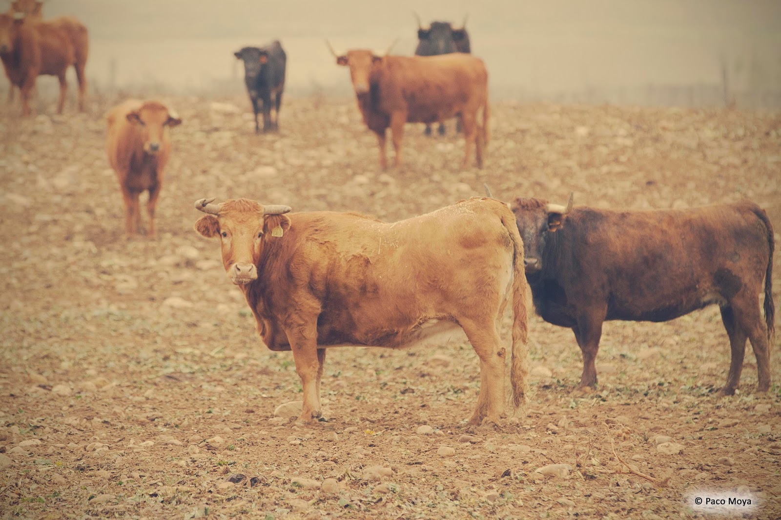 LAS VACAS DE LA CASTA NAVARRA