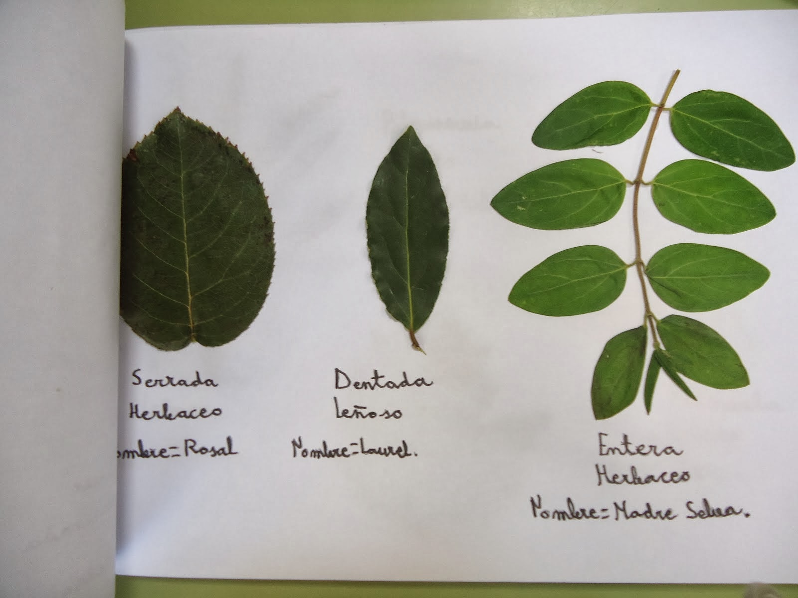 ANABIOLOGICA: Clasificación: HERBARIO