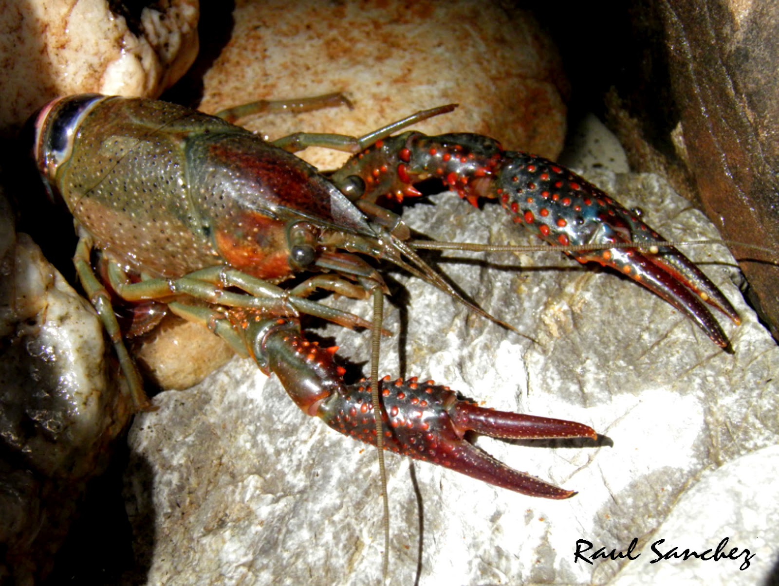 Naturaleza Viva : Cangrejo de río ( crustáceos decápodos )