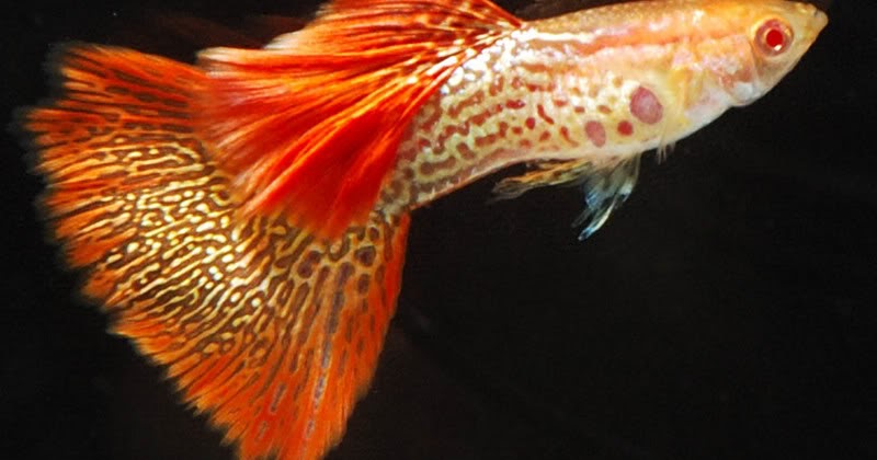 Guppy Fish