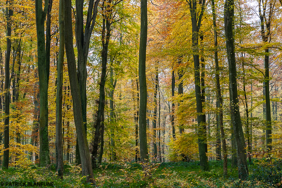 AU RYTHME DES SAISONS-----------------: Bel automne