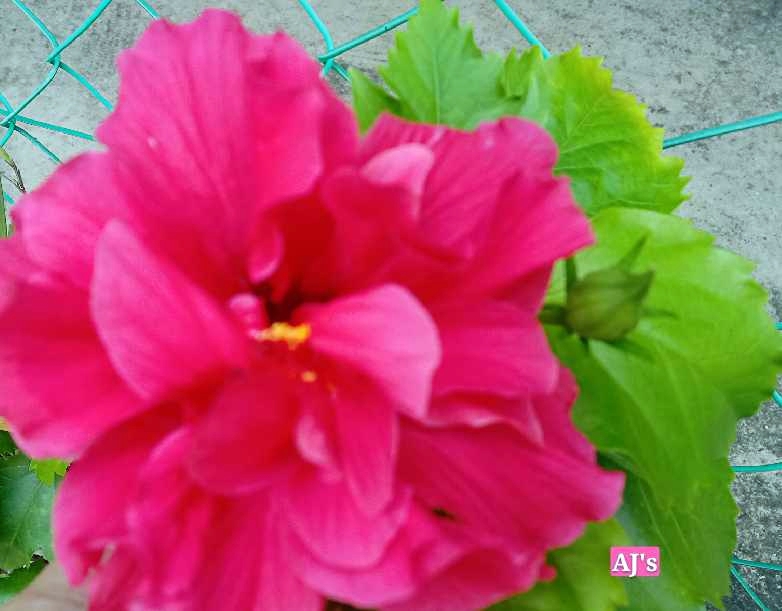 Koleksi bunga raya di laman AJ