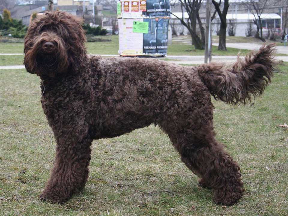 Barbet Dog | Barbet is an Obedient, Sociable, and most Intelligent Dog ...