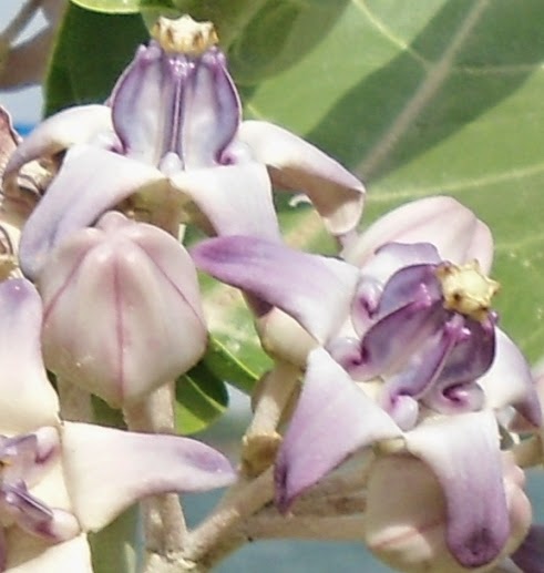 औषधि गुणों से भरपूर आक / अकबन का पेड़ / Medicinal properties of Crown ...