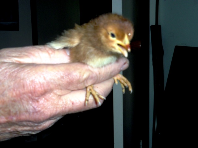 Australian birds in an Eltham back yard: A new chicken, now two week old.