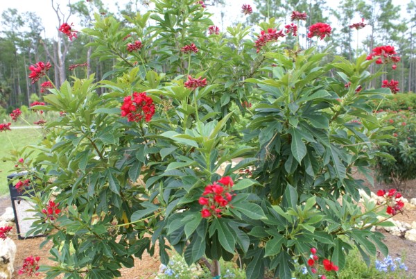Jatropha integerrima | Flore de l’île de la Réunion