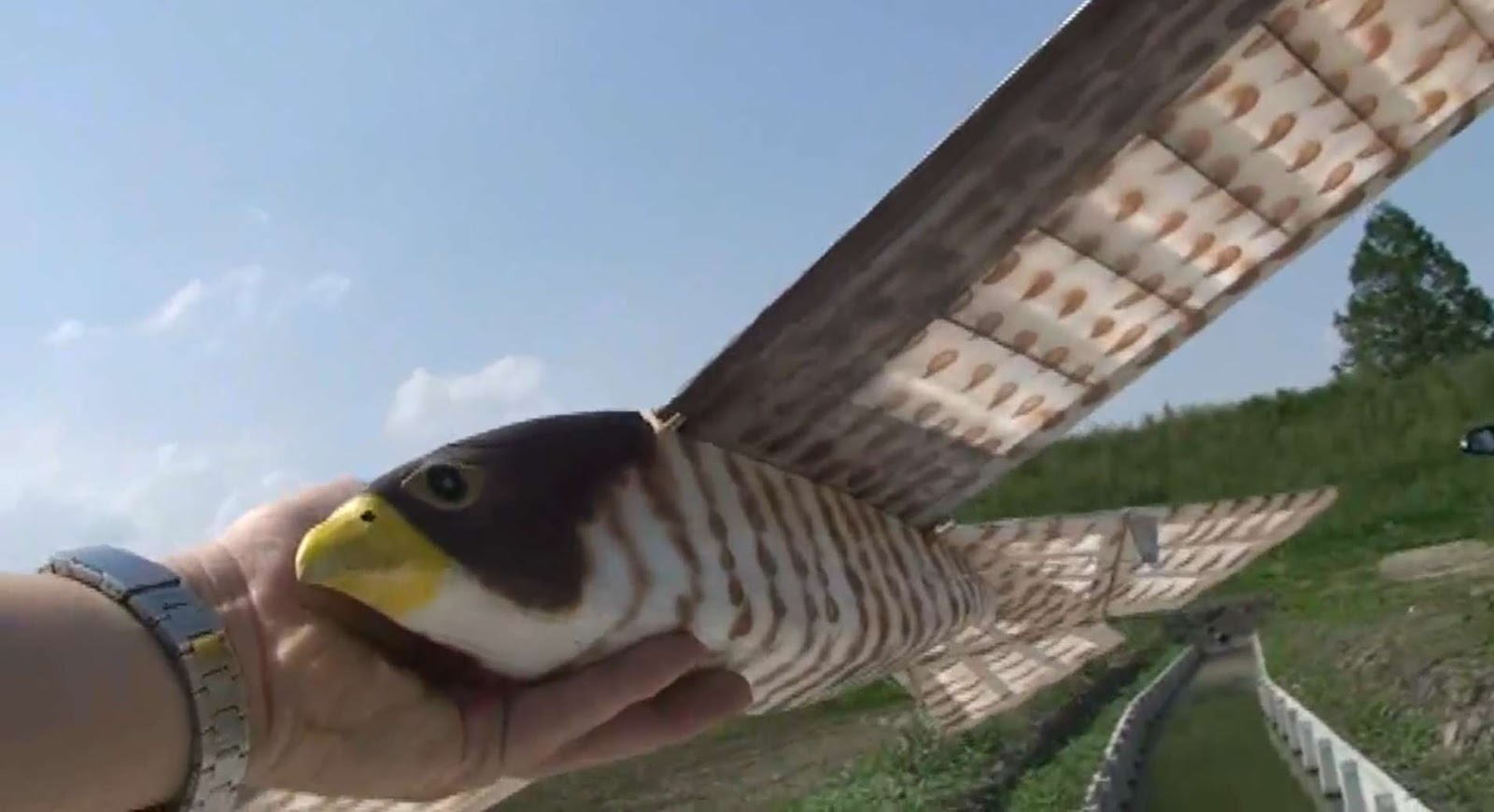 wind and water and earth: RC Bird