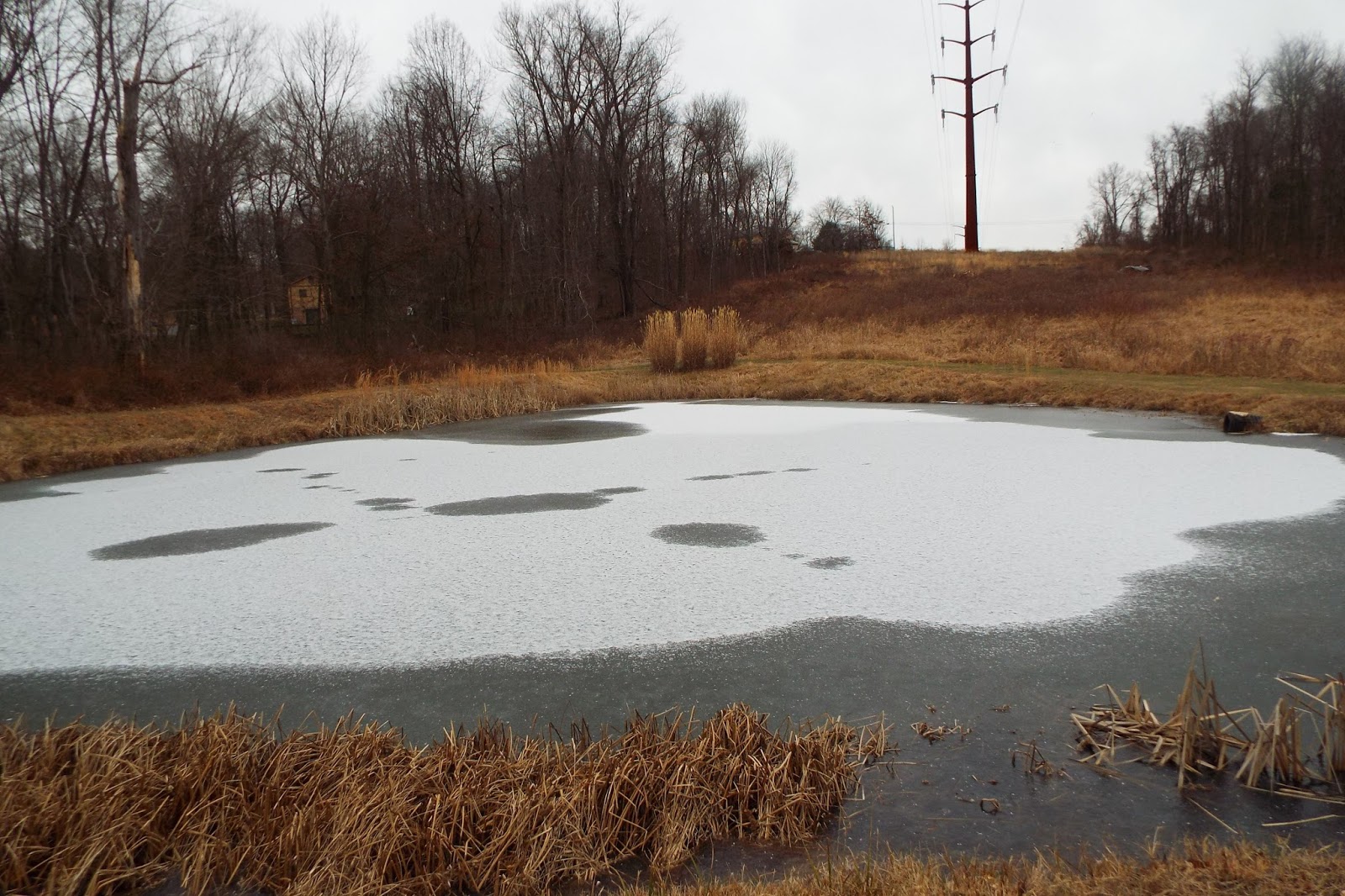 The Puddle Pond: January 2016