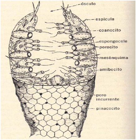 Reino Animal: PORIFEROS